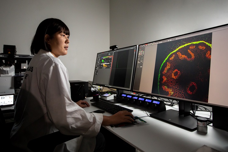 New researcher Ji Li puts KAUST Core Labs’ neuron research capabilities on the map